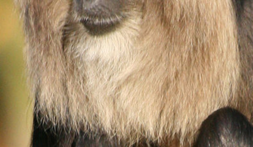 Tiere mit Bart ganz nah