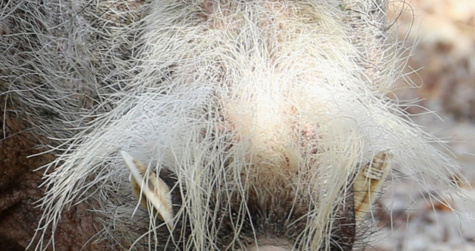 Tiere mit Bart ganz nah