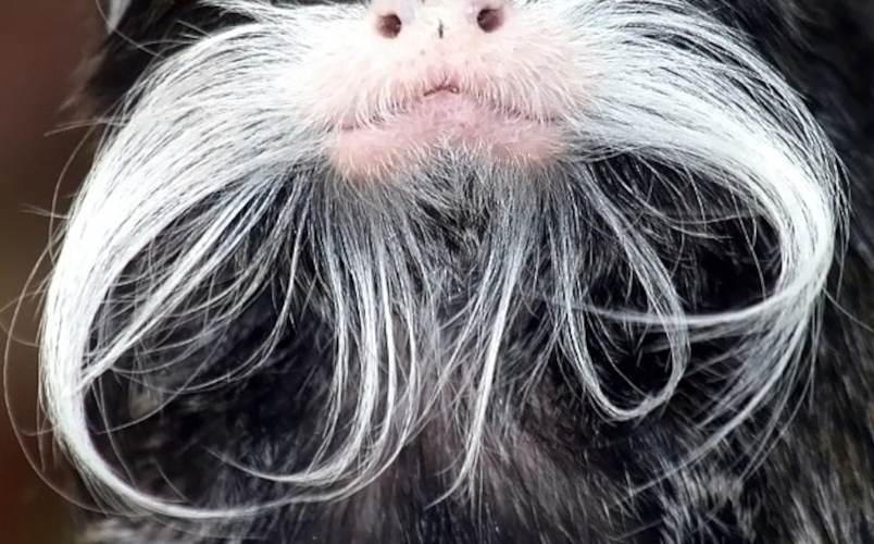 Tiere mit Bart ganz nah