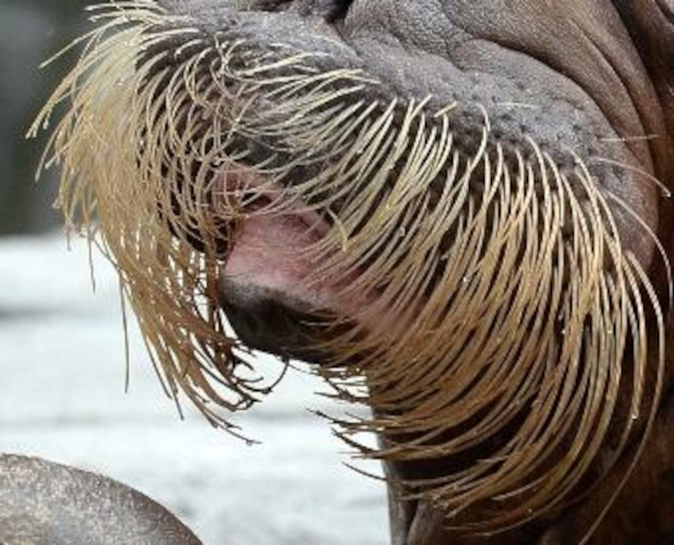 Tiere mit Bart ganz nah