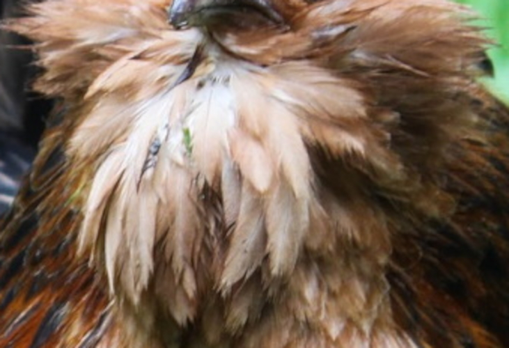 Tiere mit Bart ganz nah